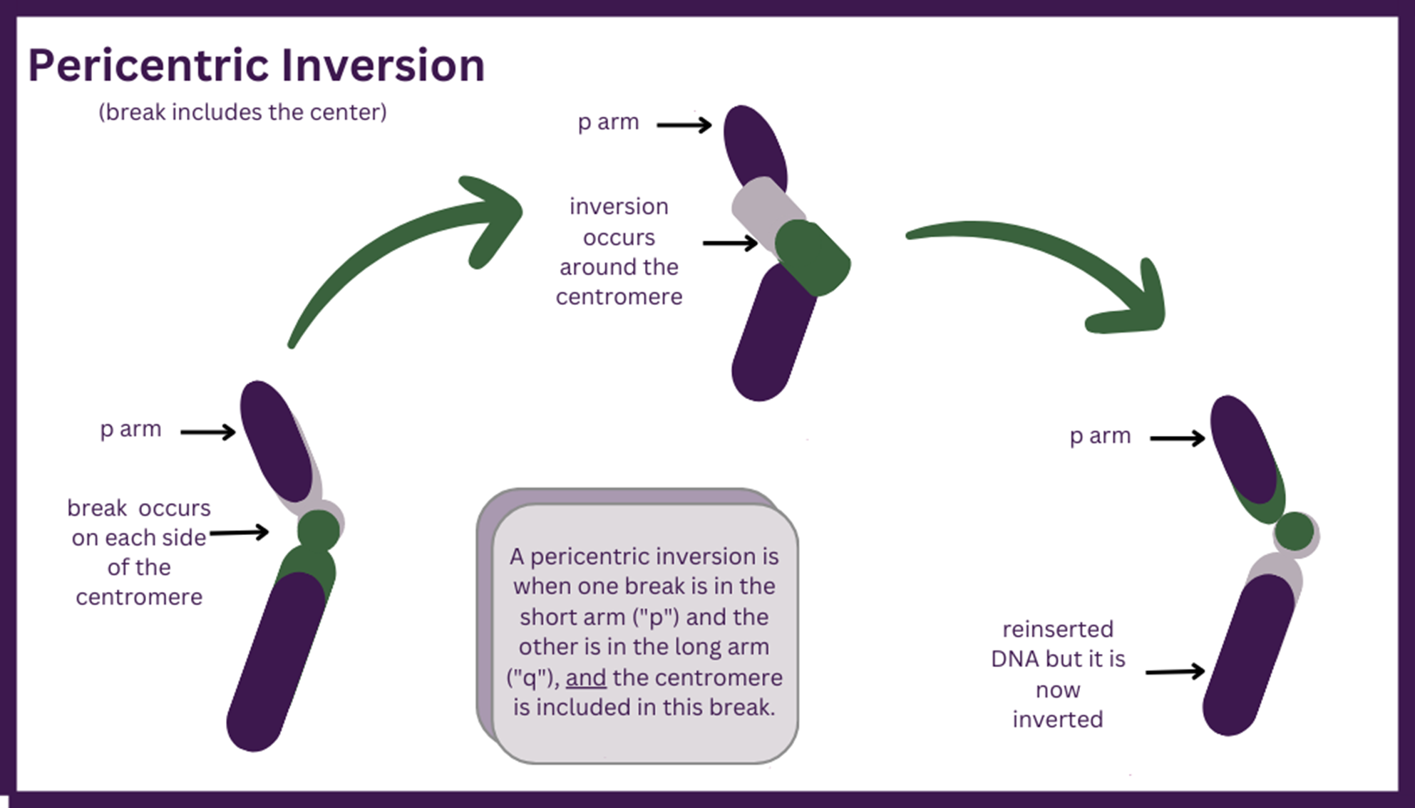 Inverted Y Chromosome – Infertility Portal